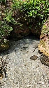 84K views · 1.6K reactions | 70° degree spring water is a nice way to cool off.  | Florida Panhandle Springs and Fossils | Facebook