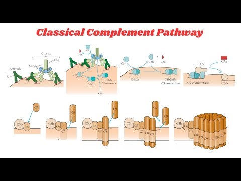 Classical Complement Pathway 
