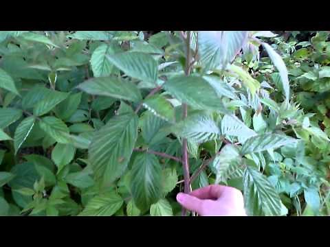 Raspberries, mulch, thinning, and production