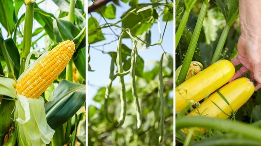 Why Did The Indigenous People Of The Americas Grow The Three Sisters?