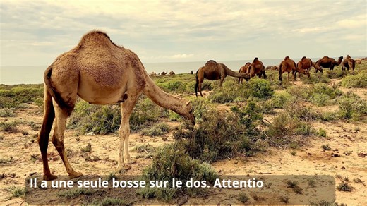 👋Bonsoir les amis Voici pour vous une nouvelle leçon de Zoologie sur le dromadaire 🎧Réécoutez la leçon intégrale sur https://shorturl.at/vHCPg Laissez vos questions et impressions en commentaires💬 | Radio Okapi