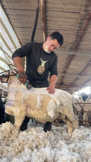 Extreme Sheep Shearing Skills | Perfect Wool Cutting on Farm 🐏