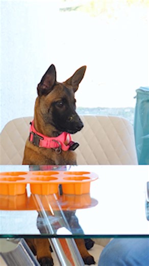 We're still learning self control 😅 #belgianmalinois #puppy | Chanelthegermanshepherd