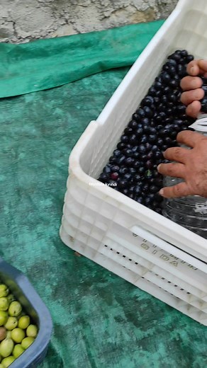 Bahçede çalışmaya devam durmak yok # working in the garden, no stopping | Mustafa Kırındı