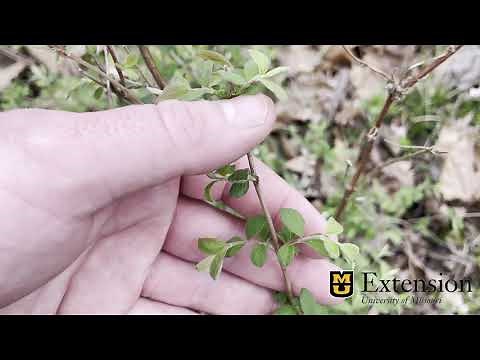 Buckbrush Identification & Control
