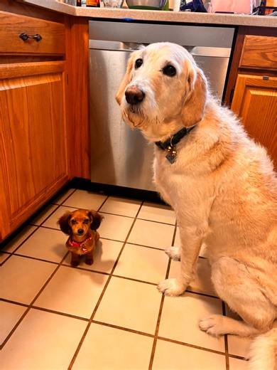 Dachshund Owners | It has been a month and our 12 week old mini dachshund and our lab mix are finally used to each other | Facebook