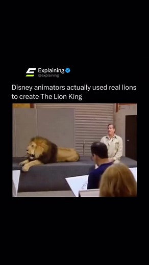 Explaining on Instagram: "Disney animators went to unusual lengths to make The Lion King feel real. Instead of relying only on imagination or old reference books, the studio brought live lions directly to the animation department. Artists were able to sit just feet away, sketching their movements, facial expressions, and body weight in real time. This hands on observation helped animators understand how lions actually behave. They studied how a lion shifts its weight before walking, how its shou