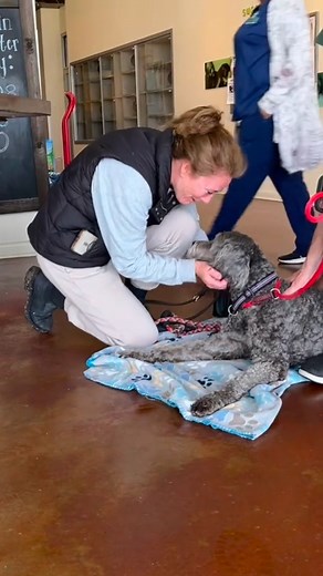 8.9K views · 217 reactions | Reuniting pets before having to intake...