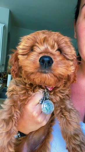 Adorable Puppy Sounds Compilation | Cavapoo Barking and Crying