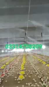 High pressure fogging mist system for poultry farm. 1000 psi system,...