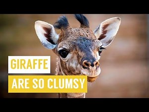 Clumsy Giraffes Learning to Walk and Falling over Compilation