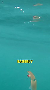 These days, catching squid isn’t about skill—it’s all about deception. The crew simply turns on the green lights and dips them toward the water. Squid see the glow and mistake it for a gathering school of fish, rushing toward it at full speed. As they get close, a bionic lure gives a quick twitch, making it look like tiny fish scattering in panic. The squid bite eagerly, only to realize it’s a plastic trap. The hooks have no barbs, so once they latch on, the squid are hauled straight onto the bo