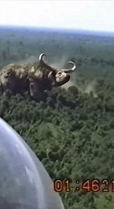 Old Footage Diacovered of Gigantic Bull Creature Roaming Through Amazon Forest #viral