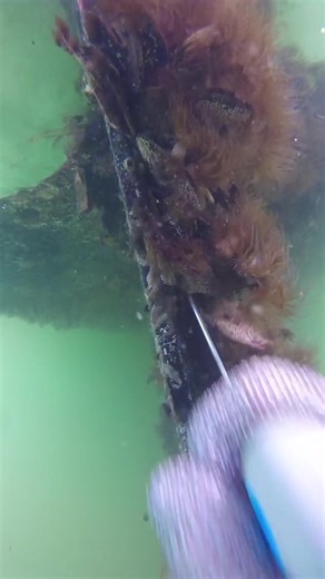 That good crunch. 😮‍💨 #asmrsounds #crunchyasmr #scraping #cleaning #florida