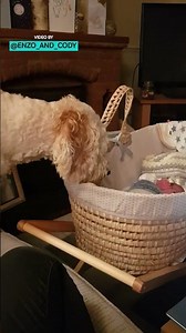 Baby And Cockapoo Are Best Friends #dogandbaby #pets
