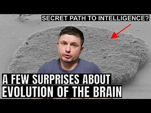 New Discoveries Challenge Everything We Knew About Brain Evolution