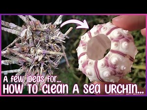 How to Clean a Sea Urchin | Some advice and a Few Do's and Don'ts