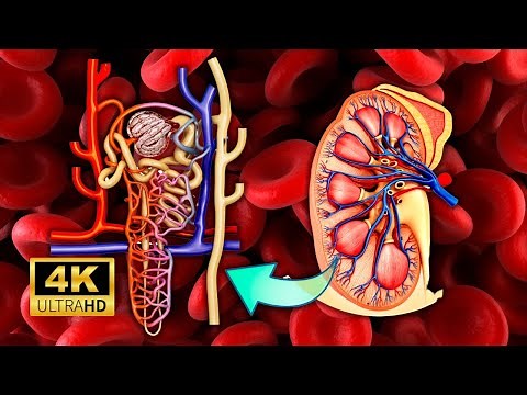 Kidney: Life's Core!