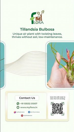 Tillandsia Bulbosa: A Stunning Air Plant for Your Home or Garden