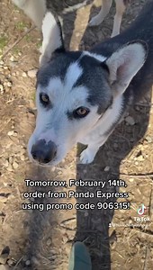 Today is the day! MONDAY, FEBRUARY 14TH, grab Valentine's Day dinner with Panda & help spread the love to the halfway huskies! Order online or thru the Panda Express app using promo code ➡ 906315 ⬅️ Panda Express will donate 28% of your purchase directly to Husky Halfway House! (This does not apply to in person orders - must order online or on the app). The fundraiser applies to ANY Panda Express in the USA! What better way to celebrate the day of love than by helping save some huskies? ❤ #Valen