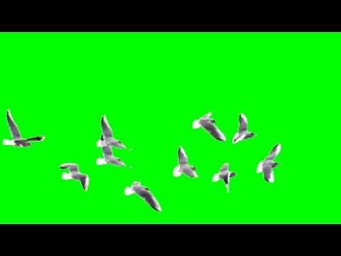 Green Screen Bird Flock Full HD