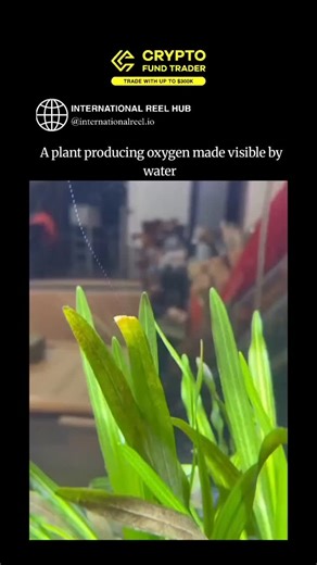 🌍 INTERNATIONAL REEL HUB on Instagram: "The video depicts an aquatic plant, likely Elodea canadensis, submerged in water under light, where photosynthesis produces visible oxygen bubbles rising from leaf surfaces, a classic biology demonstration. This process showcases the light-dependent reactions of photosynthesis, splitting water molecules to release O2, as detailed in studies like those in Frontiers in Plant Science on submerged macrophyte gas exchange. Replies emphasize its educational imp