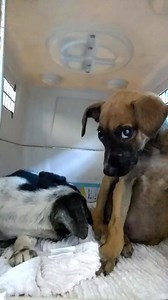 **Listen w/SOUND ON** I can't even remember what caught my eye, because as soon as I turned the corner, with the transport van no longer blocking my view, all I saw was these two sweet puppies - skeletons of puppies really. First I saw the pain in their eyes, and then a moment later he took a step and I saw the broken leg😭 Now, I've been working in Mexico for 12 years - I've seen a lot. I don't cry much anymore, but sometimes a situation just breaks your well experienced, protected heart. These