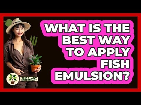 What Is The Best Way To Apply Fish Emulsion?