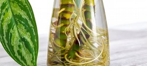 7 Ways to Make Your Own Rooting Hormone | DoItYourself.com