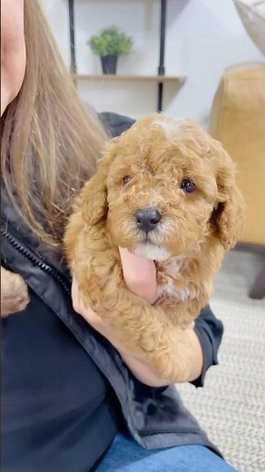 What’s the difference between an F1 and F1B Cavapoo? 🔊🐶 #puppyvideos #cavapoo #cavapoolife #ohio