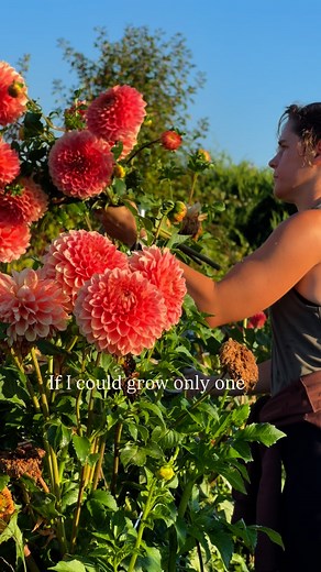 38K views · 68K reactions | My top five dahlia list is hard to get...