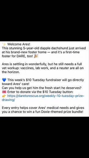 For SOME reason Ares is not getting donations… PLEASE HELP - You must enter via the $10 Tuesday button here: https://daretorescue.org/weekly-10-tuesday-prize-drawing/ #fypchallenge | Dachshund Adoption Rescue and Education (DARE)