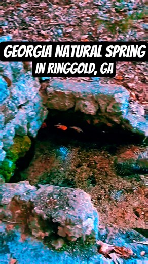 Natural Spring Fed Watering Hole by our house. #Georgia #Nature #springwater #water #mountains