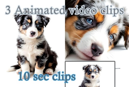 Blue Merle Border Collie Clips zur kommerziellen Nutzung (MP4 Digital Download) - Etsy.de