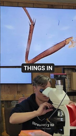 House Fly Leg Under the Microscope