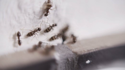 419K views · 1.1K reactions | These pesky houseguests can be a nuisance. Health editor Catherine Roberts shares tips on how to give ants their marching orders right out the door. Check out our latest insect repellent ratings: https://www.consumerreports.org/insect-repellent/best-insect-repellents-for-you-and-your-family/?EXTKEY=YC101Social | Consumer Reports | Facebook