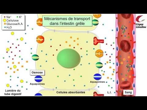 Intestinal absorption
