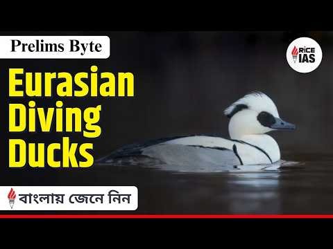 Eurasian Diving Ducks Explained | Migratory Birds of India | UPSC Prelims