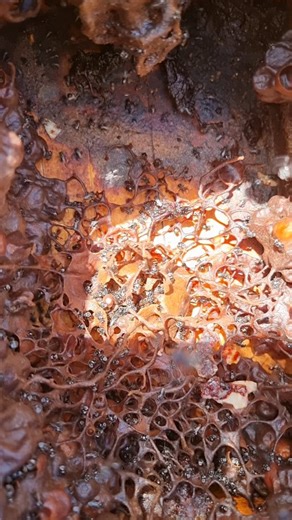 Practise brood! This eduction (gebtle duplication) has practise brood! Thats when the bees are practising building the eggs, in preparation of a new Queen! Its an excellent sign and means there will be a queen in this daughter hive soon! Follow me to see more stingless bee hives! #nativebee #naturelovers #beesofinstagram #awesomeearth #instagramreels #beekeeping #beethecure #savethebees #aliensexist #eathpics #bees #Apismellifera #nativestinglessbees #australiananimal #australiannative #wow_aust