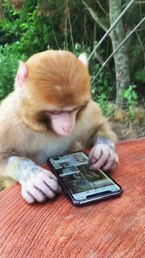 Excited Monkey Interacting with Mobile Phone