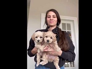 Maltipoo and poochon Comparison!