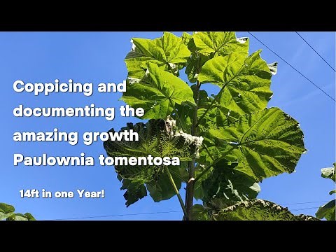 Coppicing Paulownia tomentosa (Foxglove Tree) for incredible growth!