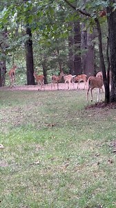 2.3K views · 233 reactions | You all know what I would do if money were no object歷歷歷歷歷歷歷歷歷歷歷歷 Be sure to check out my stories as I always share tons there of the deer that show up for a snack #trails #hiking #Cats #Dogs #HikingWithCats #ASMR #Animals #GoldenRetriever #HikingWithDogs #deer #Nature #thedodo #funny #fyp #foryou #friends #asmrsounds #asmrfood #fyp | Brown Hiking Trails | Facebook