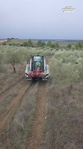 😍 Modern technique for harvesting olives! 🫒 #𝑤𝑜𝑟𝑙𝑑𝑐𝑜𝑢𝑛𝑡𝑟𝑦𝑠𝑖𝑑𝑒𝑙𝑖𝑓𝑒𝑣𝑙𝑜𝑔 #OliveHarvest #SustainableFarming #OliveOilProduction DISCLAIMER NO COPYRIGHT INFRINGEMENT INTENDED | World Countryside Life Vlog