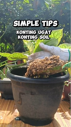 Gawin mo to kapag nagrereport ka or stem cuttings Propagation/Beginner tips/Home Gardening Tips Mamalyn's Garden #simple #tips #guide #beginnertips #homegardening #gardeningtips #backyardgarden #plantcare #HappyPlanting #happygardening #plantmom | Mamalyn's Garden