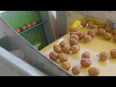 Walnut Hulling, Drying, Grading and Packaging Line - AKY Technology