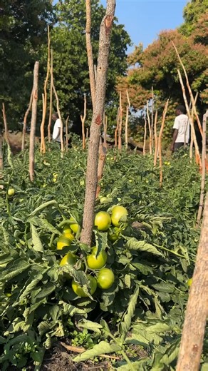 13 reactions | From cow manure to delicious food. This is what a biogas plant does! In Zambia, farmers appreciate both products – biogas for cooking and bioslurry for fertilising the fields. | People in Need | Facebook