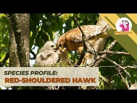 Species Profile: Red-shouldered Hawk