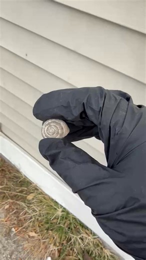 Nothing inside Just shell 🐚 just found under stairs side house 🏠 live no seeing snails 🐌 this summer unknown happened just two past summers no expert snails 🐌 no know reasons | Josélito López