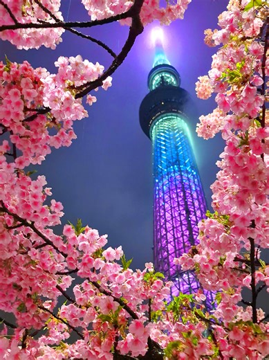 it was so rainy we could only see the top of the tower for a few minutes but still 100% worth the 30min walk from the hotel! we were there a week ago and the cherry blossoms were already fully there 🌸 #tokyo #sakura #japan #cherryblossom